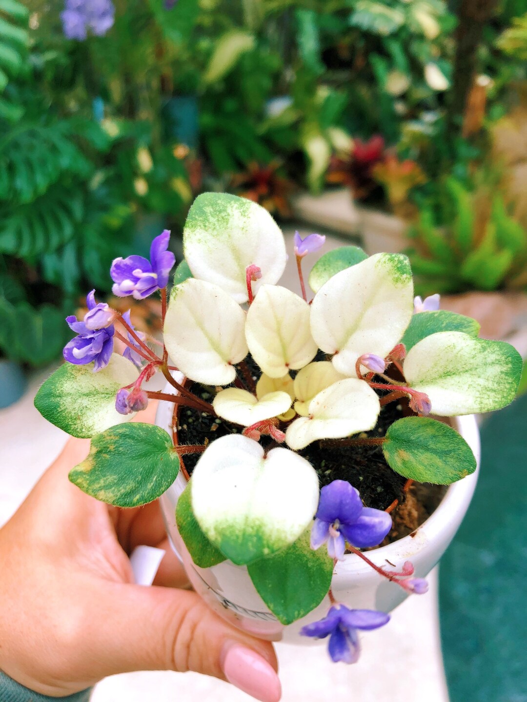 Miniature Rare Mini African Violet Variegated ‘harmony’s Spring Fever ...