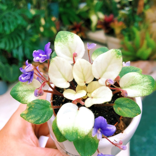 African Violet - Etsy