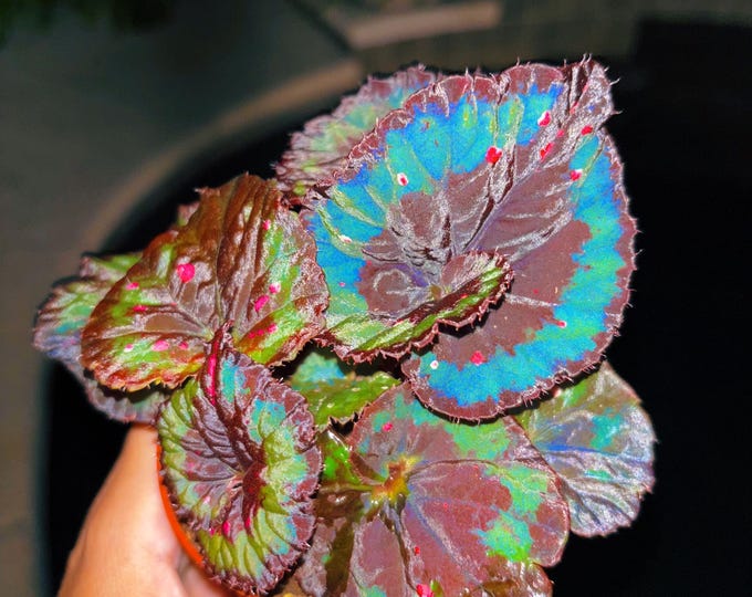 Rex Begonia ‘blue Eclipse’ Iridescent Swirl Live House Plant Potted 4 ...