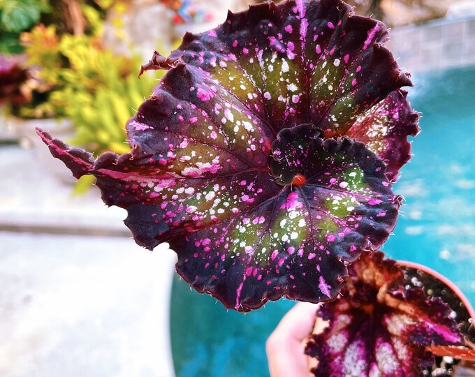 Actual Plant RARE Rex Begonia Hybrid Black Variegated NOID Unnamed Only ...