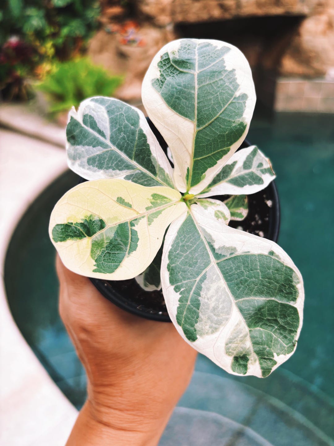 Variegated Fiddle Leaf Fig Ficus Lyrata Albo 3” Pot Potted House ...