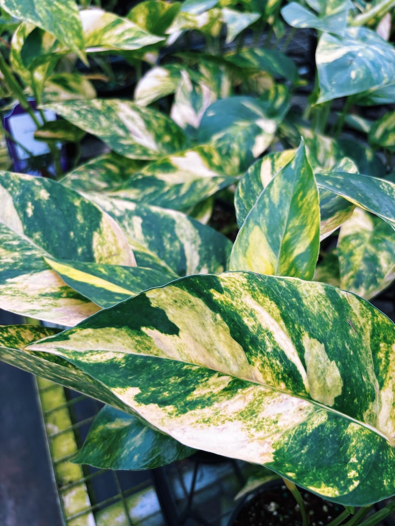 RARE Variegated Epiprenum Yellow Golden Flame Aurea Large Climbing ...