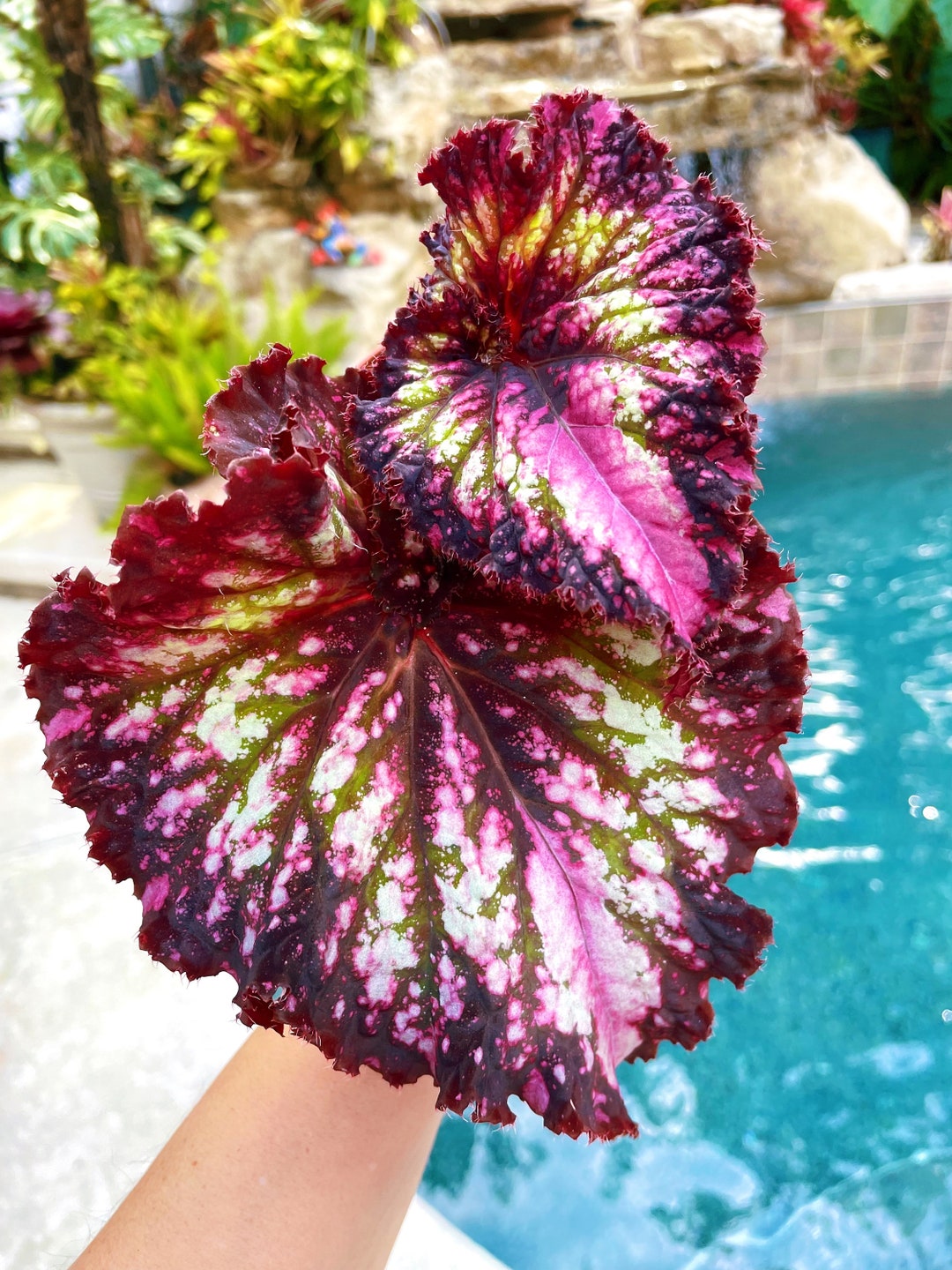 Actual Plant RARE Rex Begonia Hybrid Variegated NOID Unnamed Only One ...
