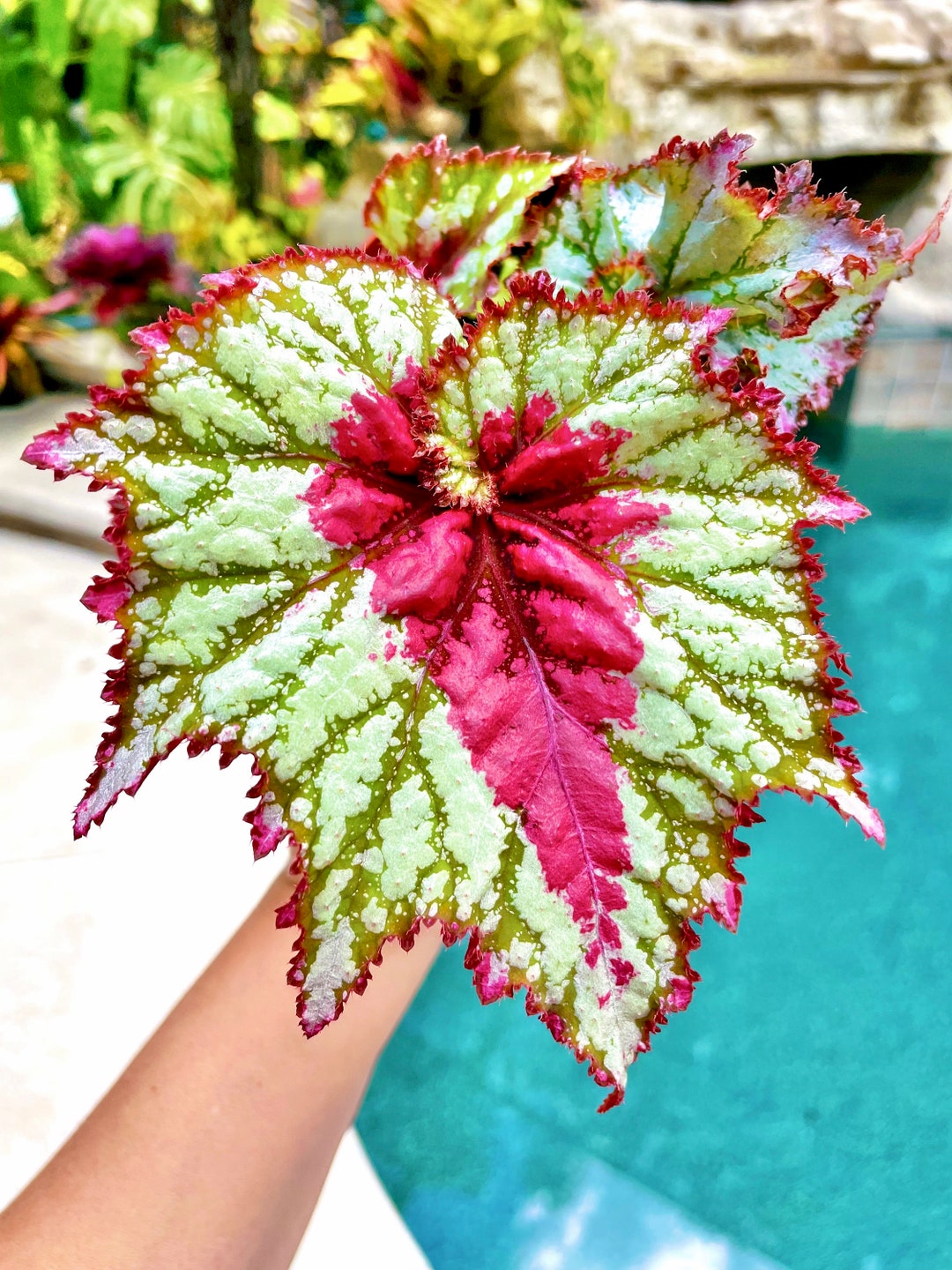 New Releaase Begonia Rex harmonys Watermelon Sugar High Pink Swirl ...