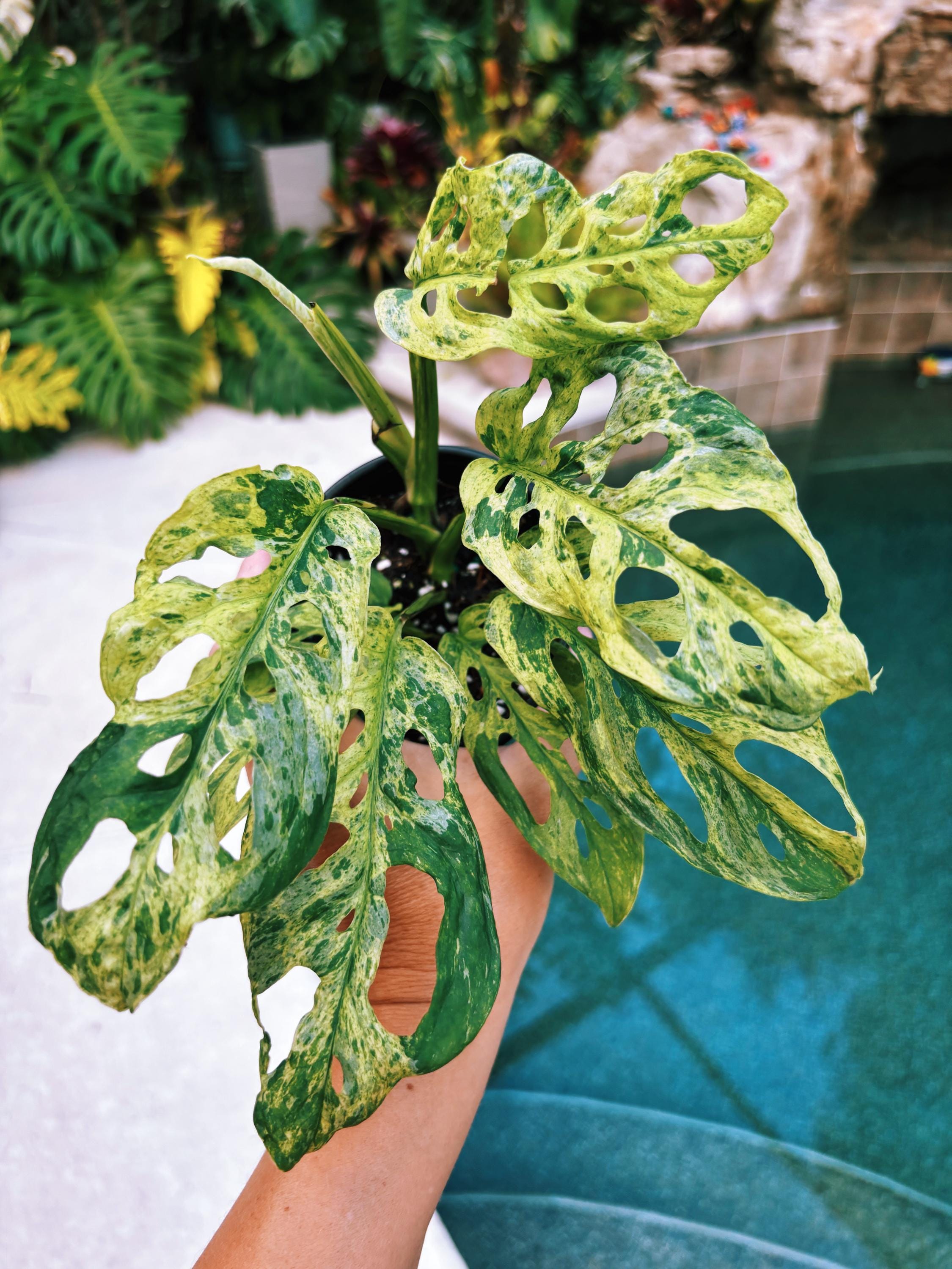 RARE Variegated Monstera Adansonii Mottled Tropical House Plant Aroid 4 ...