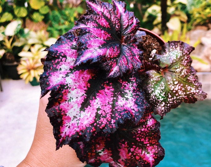 Rex Begonia ‘harmony’s Cherry Bomb’ Hot Pink Variegated Live House ...