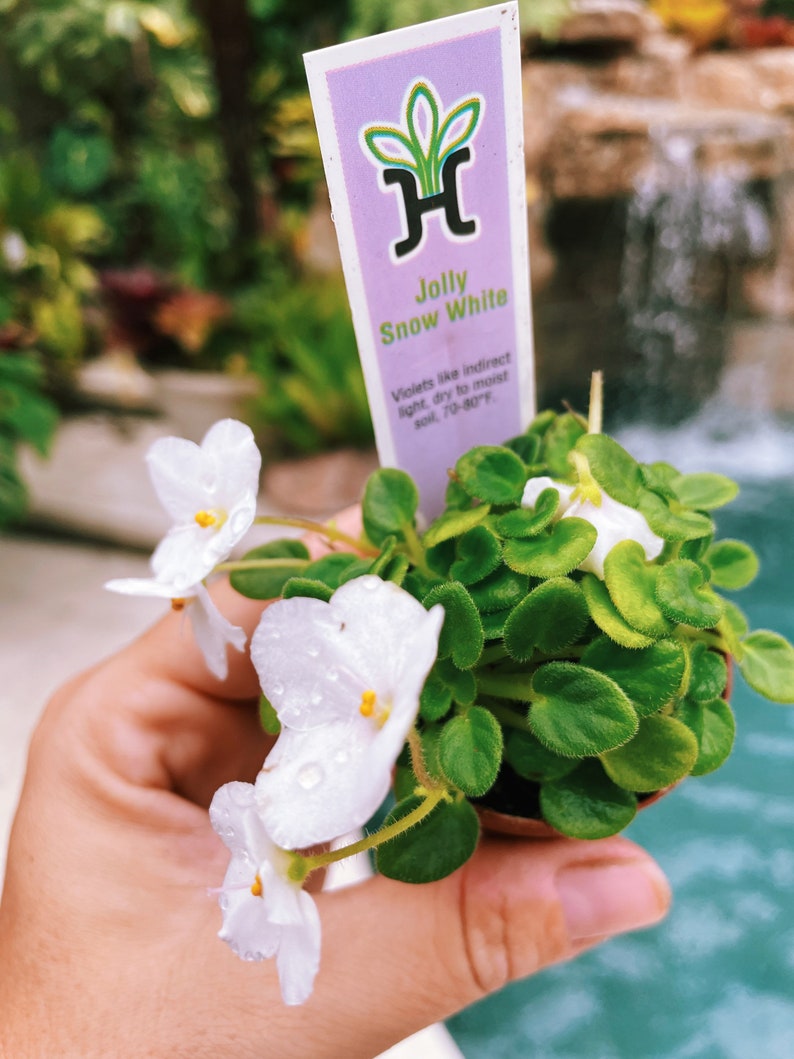 Miniature Rare Mini African Violet jolly Snow White 2 - Etsy
