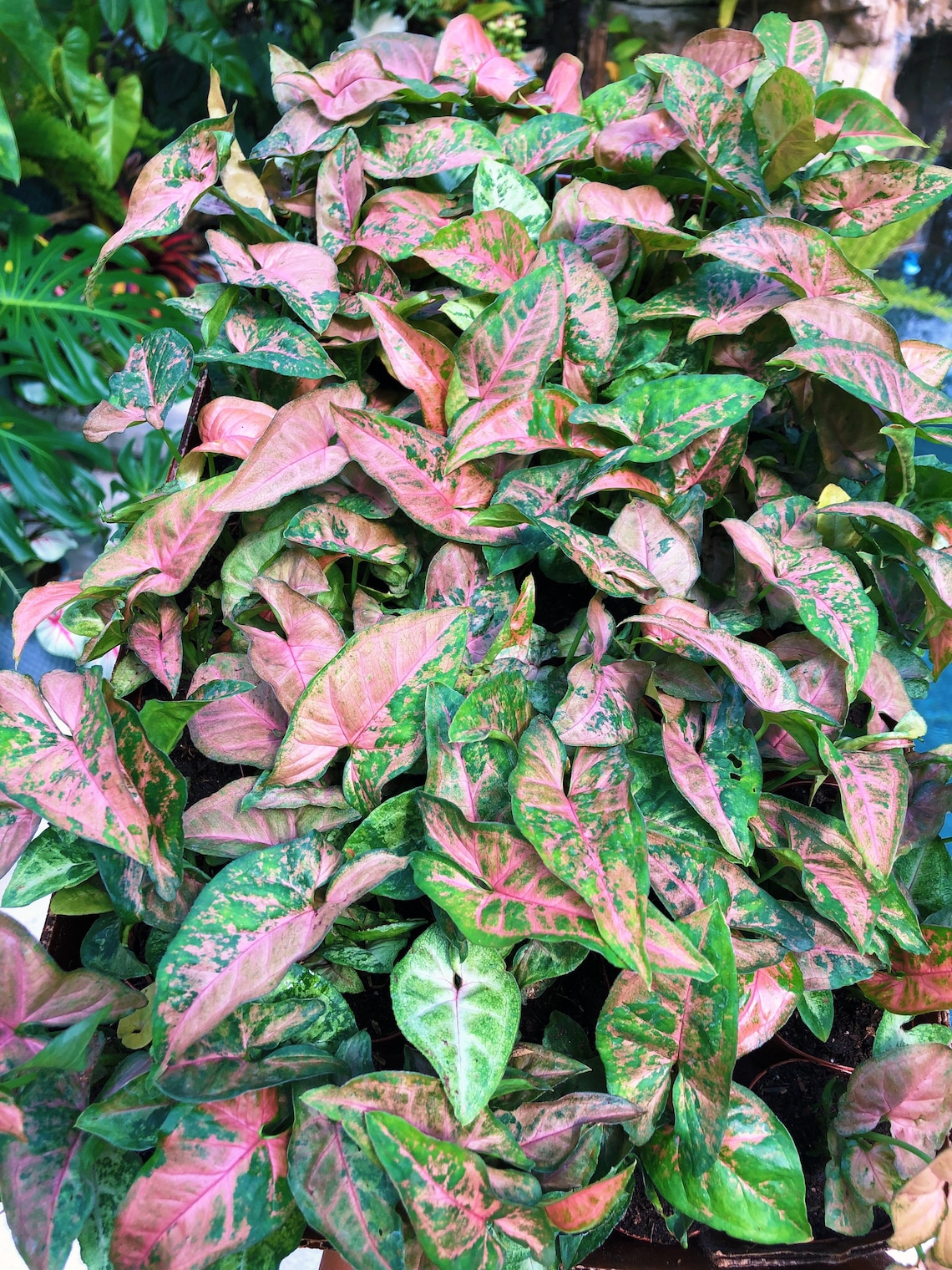 Syngonium Pink Flecked Variegated Splash 2 Potted House Plant | Etsy