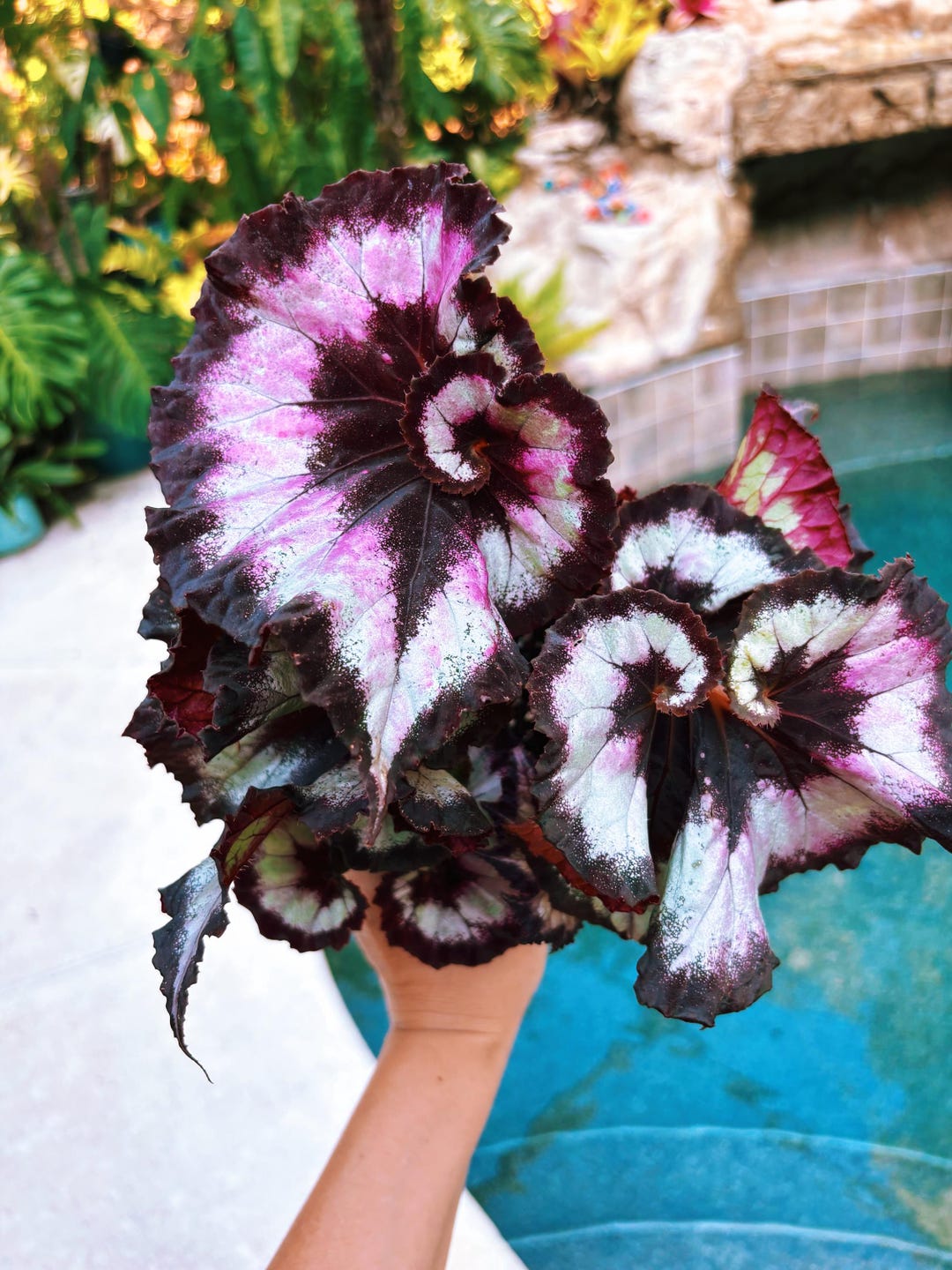 RARE Retired Variety! Rex Begonia ‘harmony’s Vertigo’ Variegated Live ...