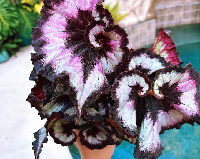 RARE Retired Variety! Rex Begonia ‘harmony’s Vertigo’ Variegated Live ...