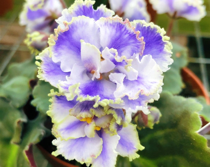 Live House Plant Variegated Ruffle Frilled Bloom African Violet ‘kei ...