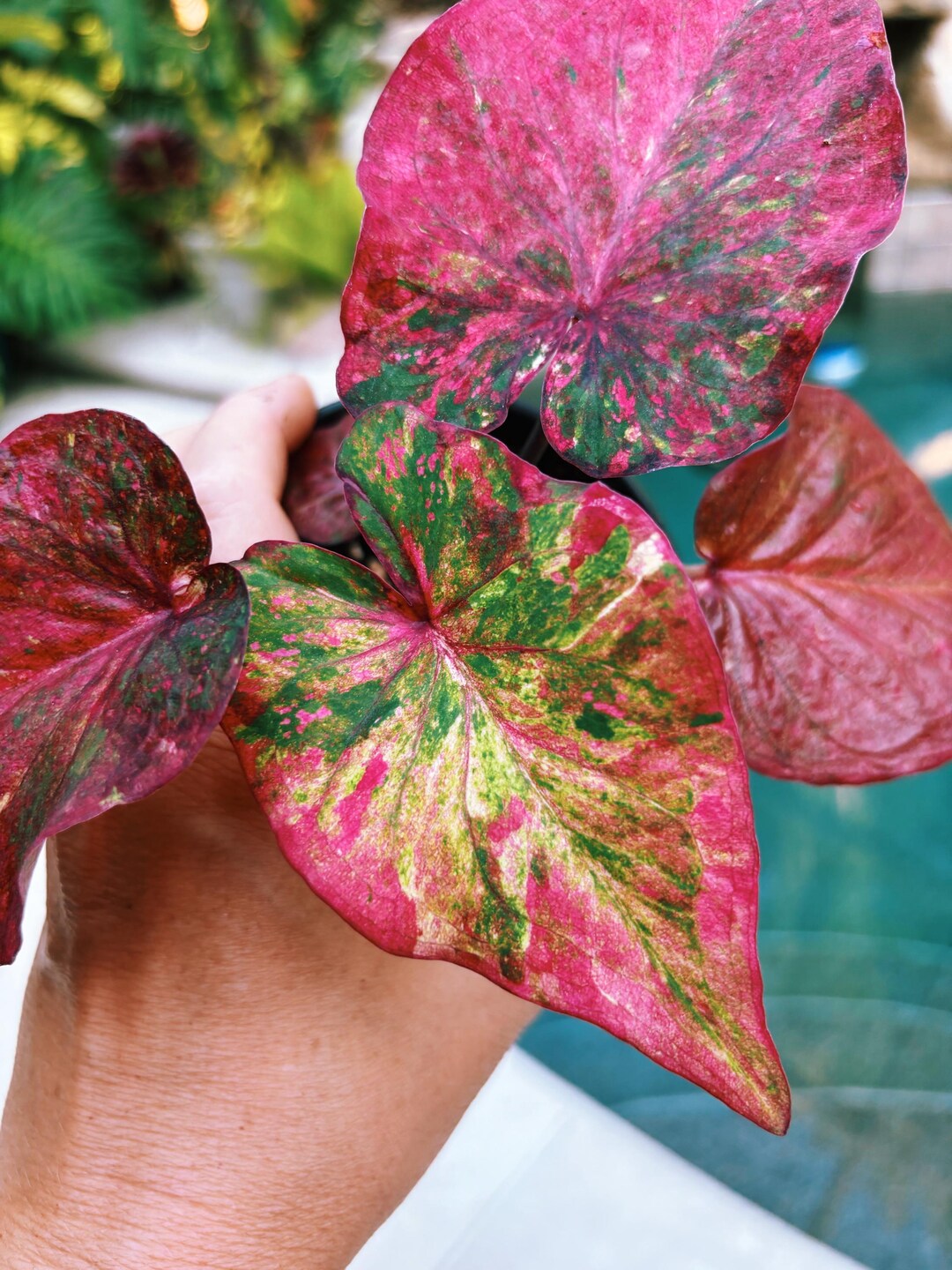 Actual Plant - Rare Seed Grown Hybrid Thai Caladium Variegated Rainbow ...