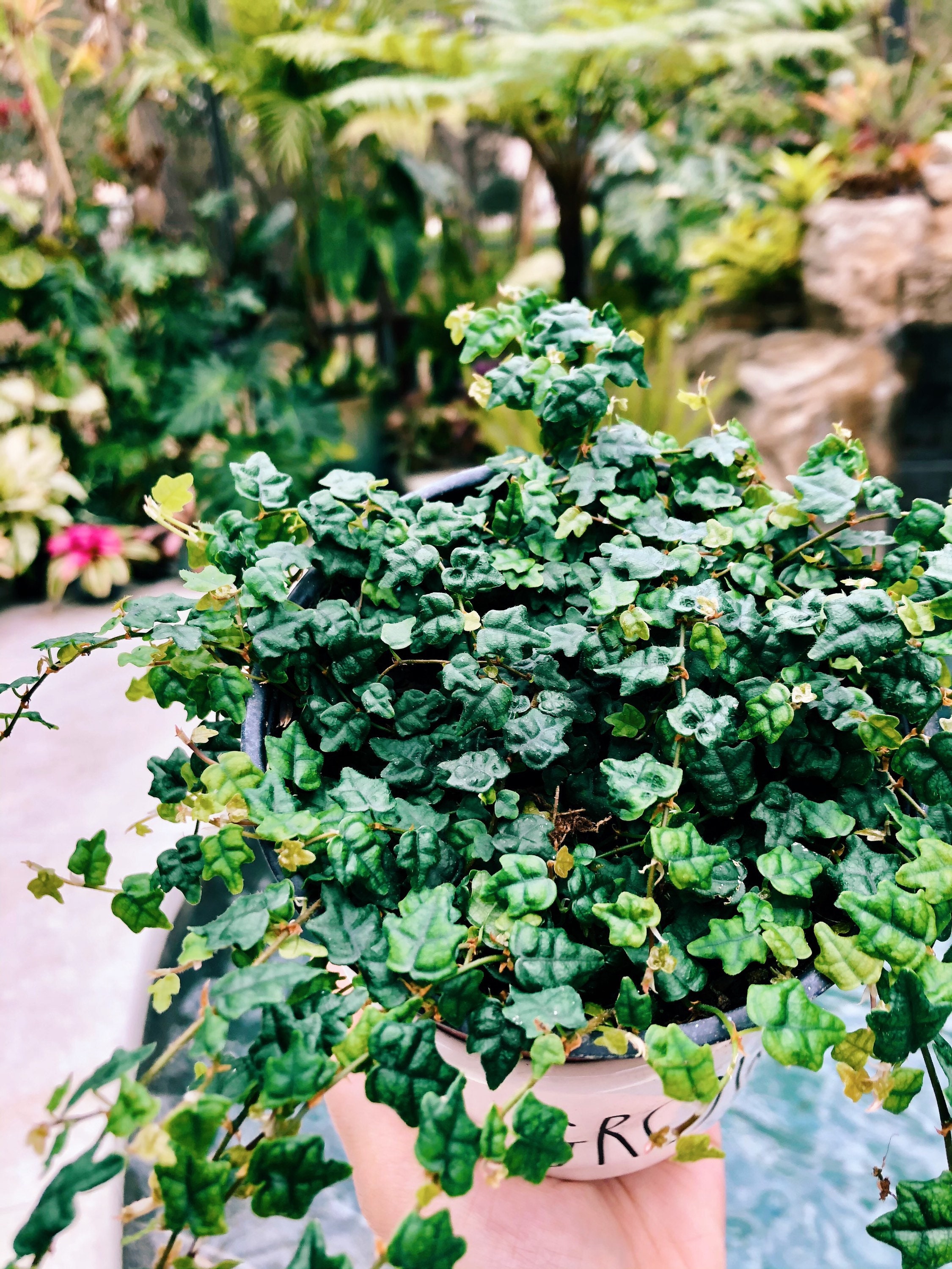 Ficus Pumila 'quercifolia' Mini Oakleaf Creeping Fig String of Frogs ...