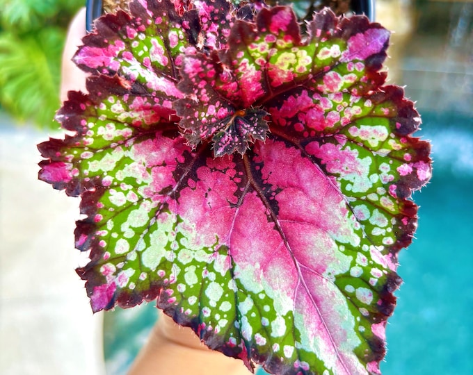 Rex Begonia Watermelon Swirl Live House Plant Potted 4” Pot - Etsy