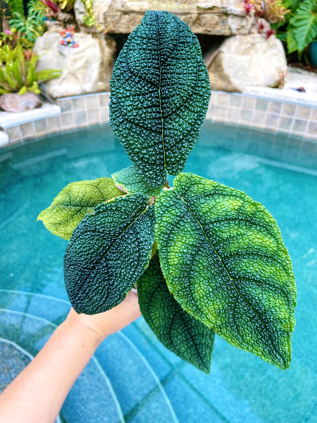 RARE Live Tropical House Plant Piper Artanthe Terrarium Vivarium Garden ...