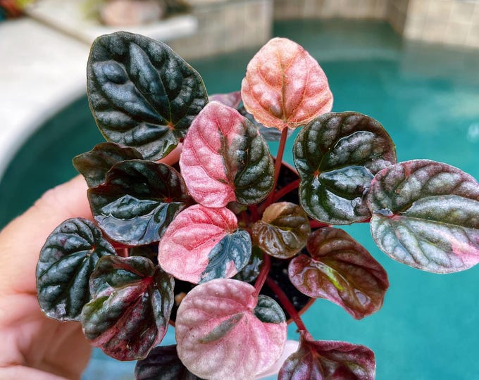 Rare Collectors Pink Variegated Sport Peperomia Luna Red Caperata House ...