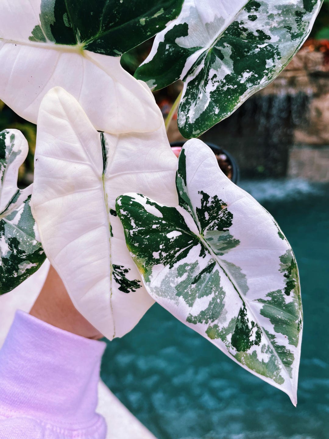 Variegated Alocasia ‘frydek’ Albo Mint Hybrid Sport Elephant Ear 2” or ...