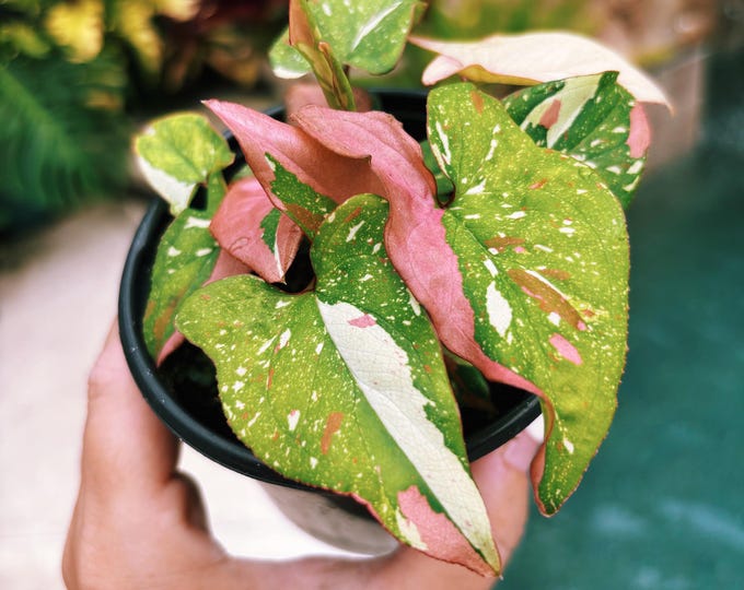 Rare! Syngonium Red Spot Tricolor Pink Galaxy Marble Variegated Live 4 ...