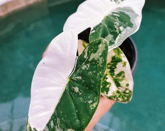 Actual Plant RARE Variegated Alocasia frydek Albo Mint Hybrid Sport ...