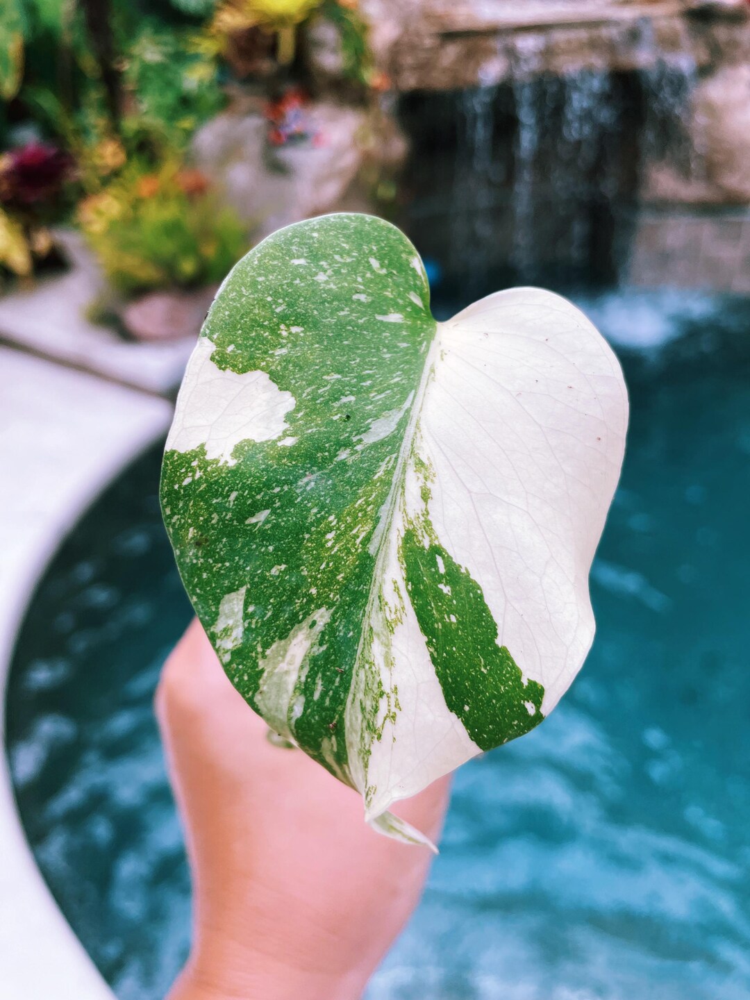 Highly Variegated Monstera Thai Constellation Marble Milky Way Legacy ...