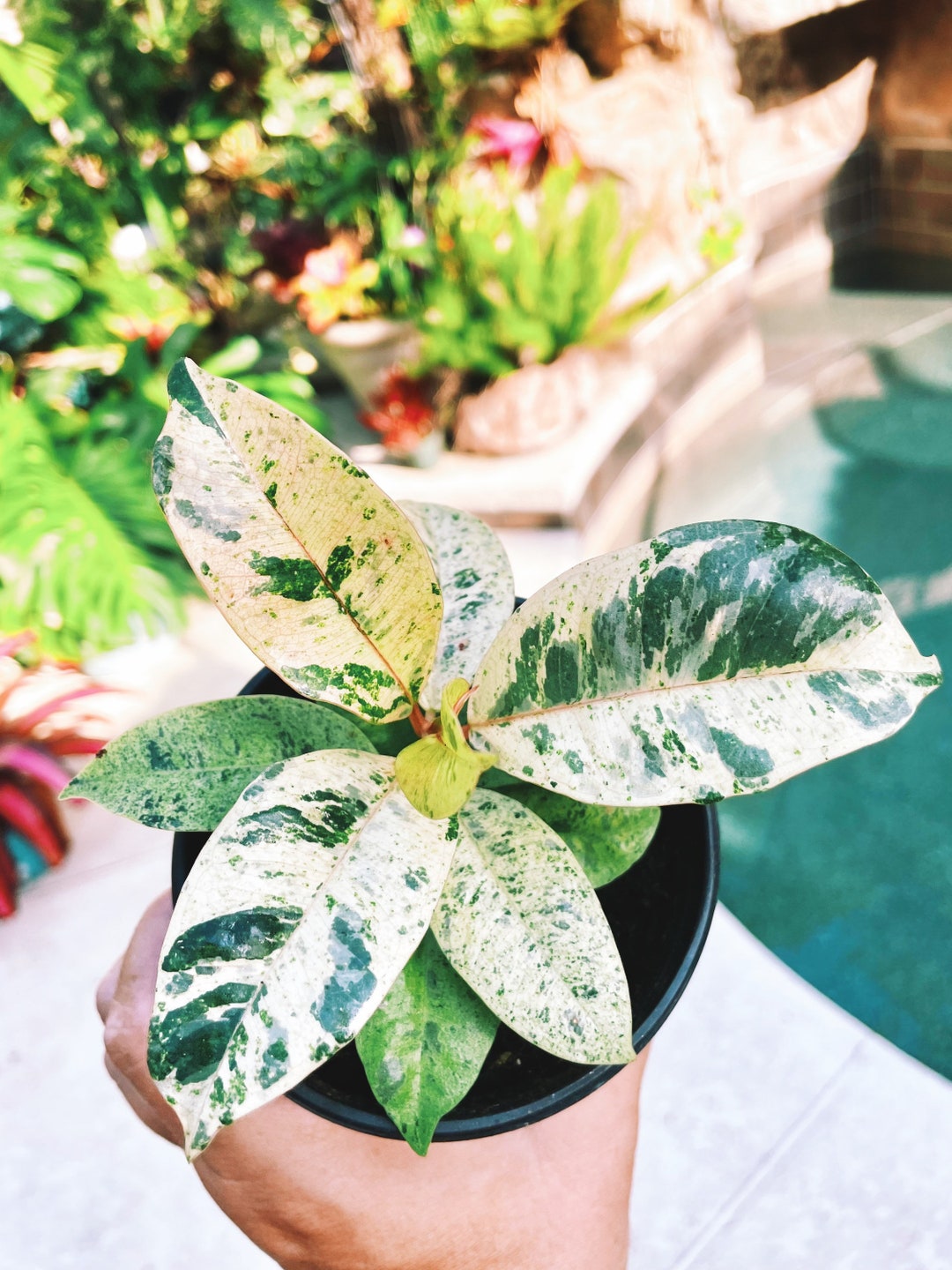 Ficus Elastica Shivereana ‘moonshine’ Mint Variegated House Plant 4 ...