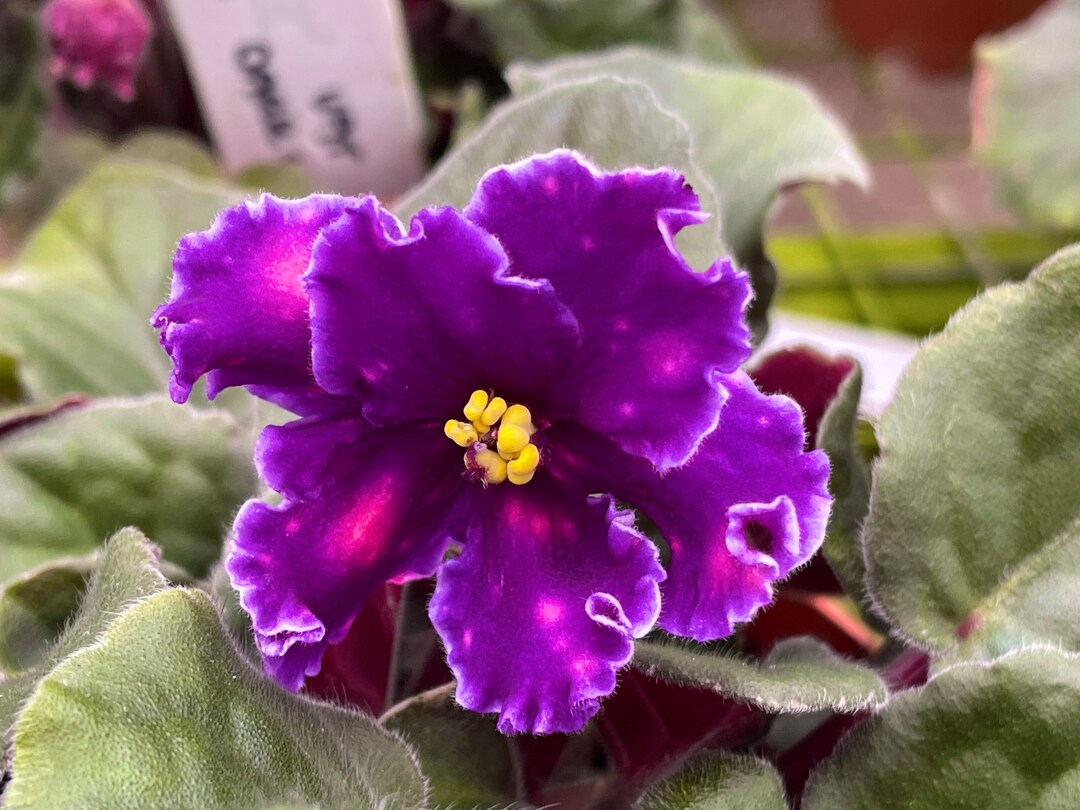 Live House Plant Variegated Fantasy Bloom Harmony’s African Violet ‘VAT ...