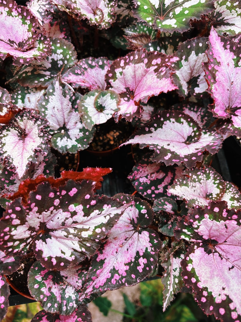 RARE Rex Begonia ‘harmony’s Space Fairy’ Pink Swirl Live House Plant ...