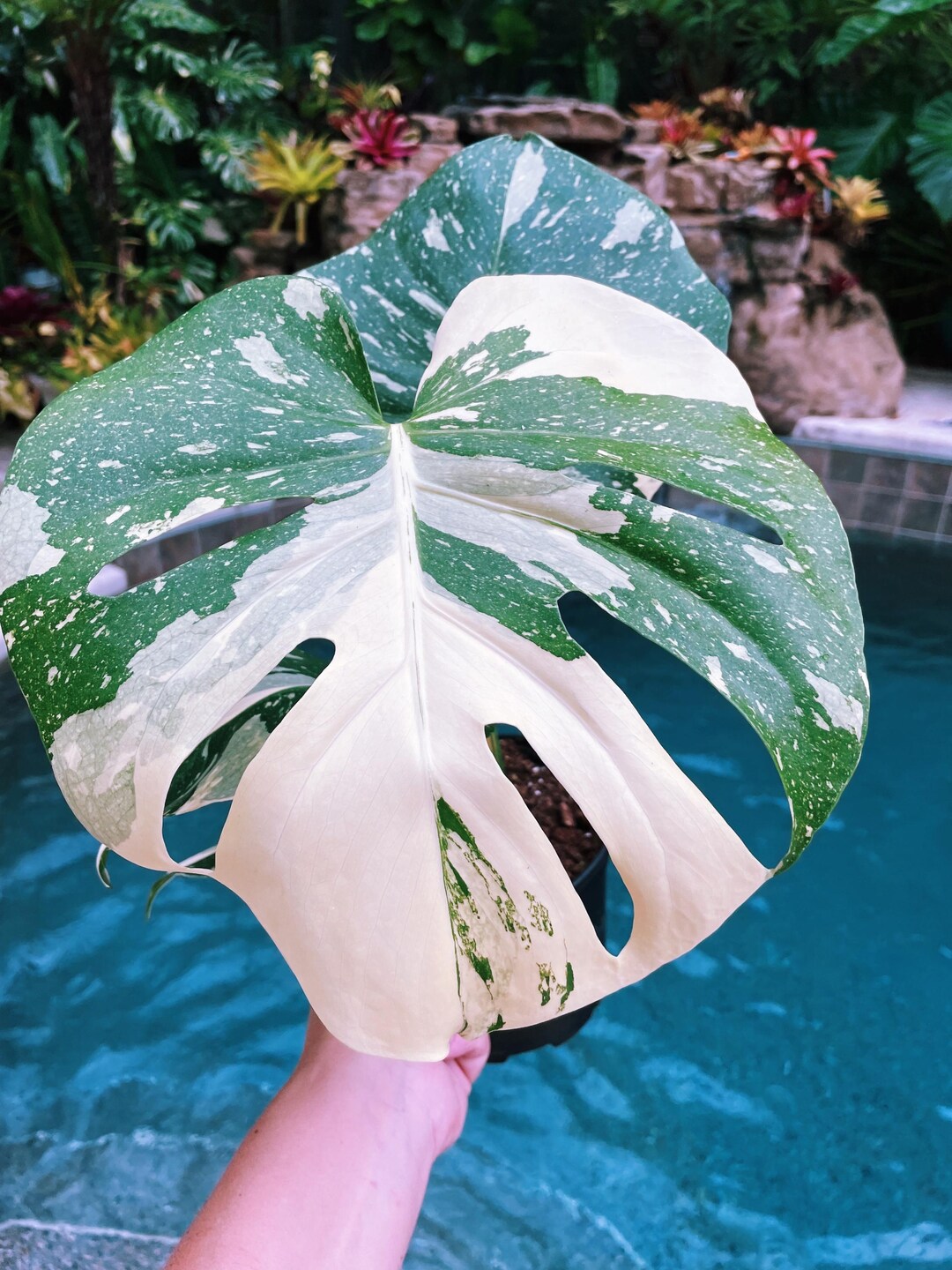 Actual Plant Large Highly Variegated Monstera Thai Constellation Galaxy ...