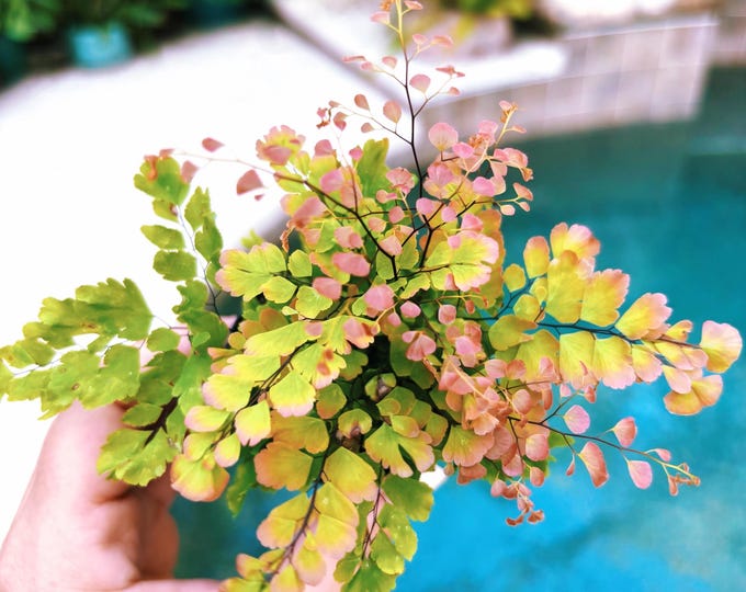 Pink Peacock Maidenhair Fern Terrarium Live House Starter Plant Potted ...