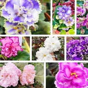 Live House Plant Bloom Fuchsia African Violet Harmony’s ‘vat Real Life ...