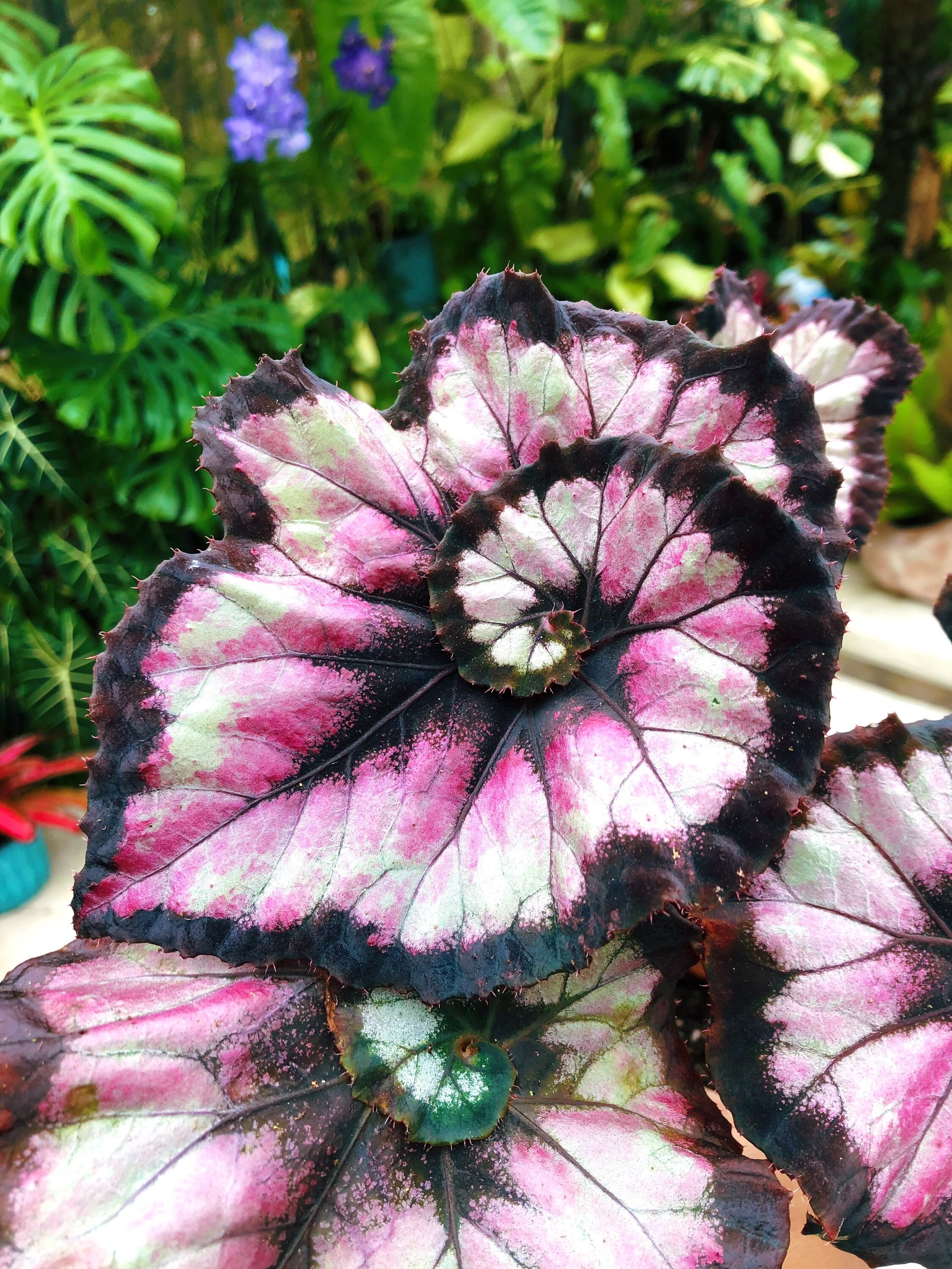 Begonia Rex harmonys Double Vision Pink Swirl Escargot Live - Etsy