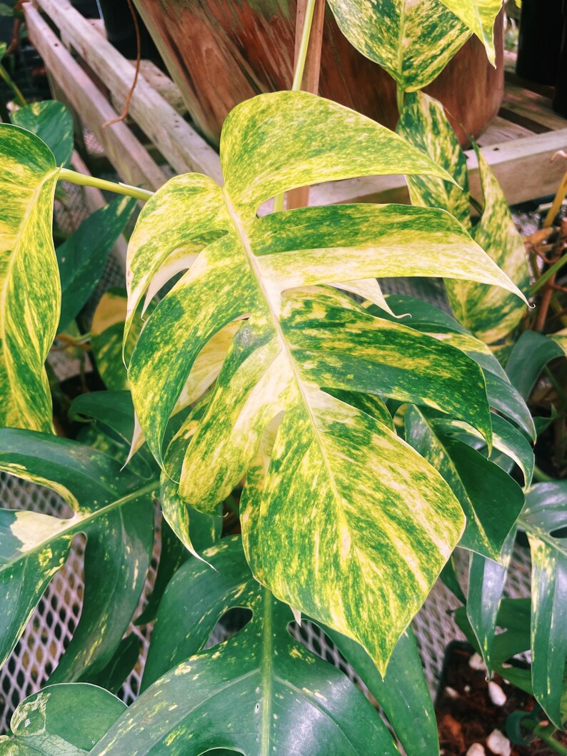 RARE Variegated Epiprenum Yellow Golden Flame Aurea Large Climbing ...