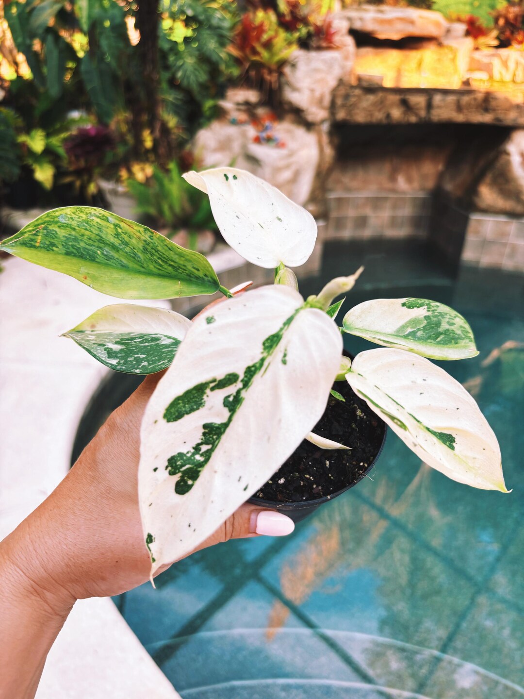 Highly Variegated Philodendron Jose Buono Albo Leaf Aroid Potted 4 ...
