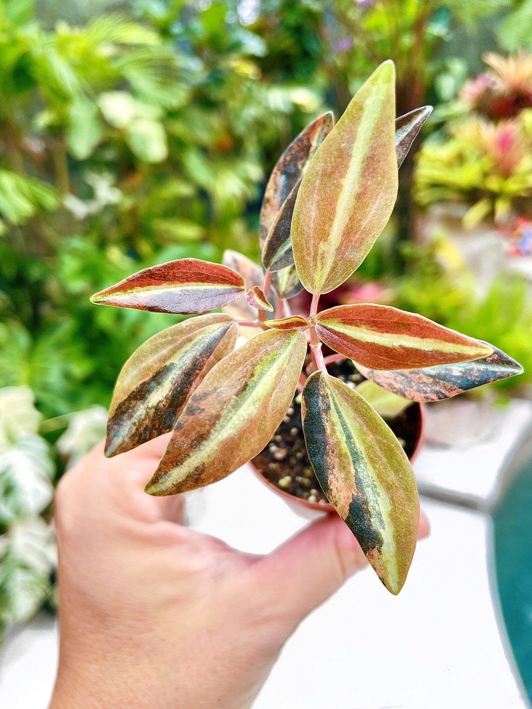 Rare New Release Variegated Peperomia Metallica harmonys - Etsy