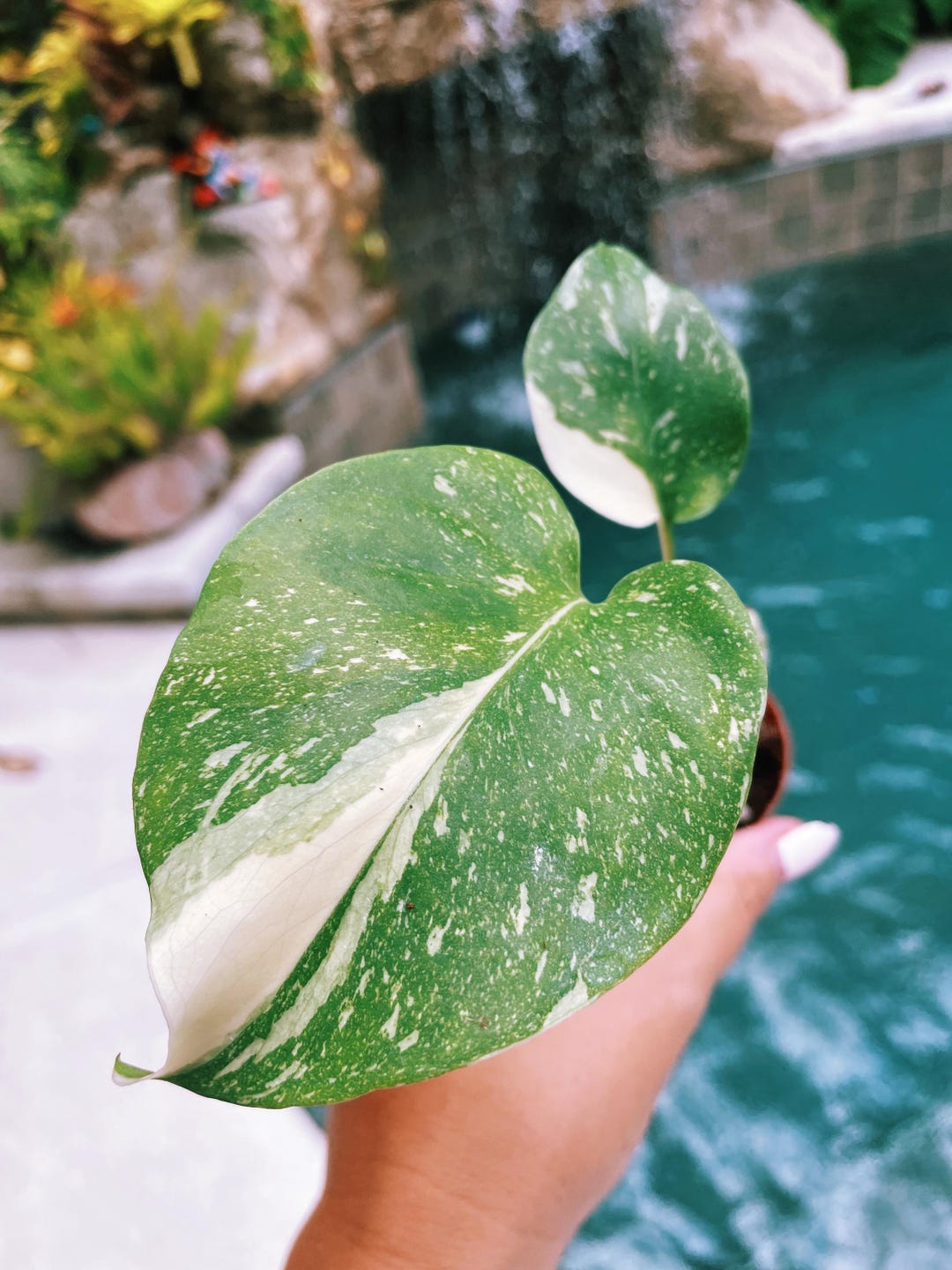 Highly Variegated Monstera Thai Constellation Marble Milky Way Legacy ...