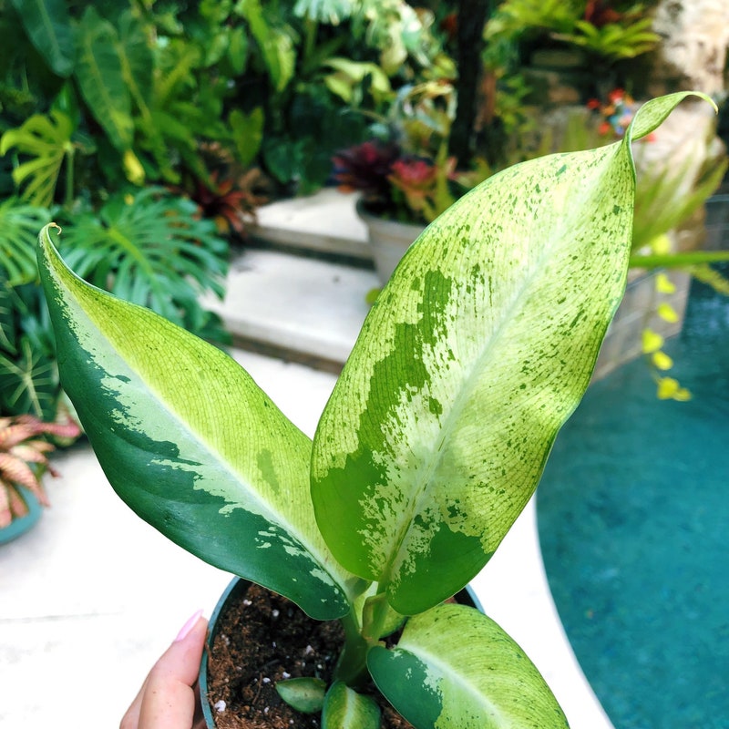 Rare House Plants - Etsy