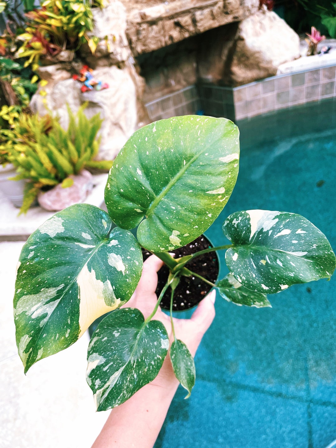 Ultra Rare Yellow Tricolor Miracle Sport Variegated Monstera Thai ...