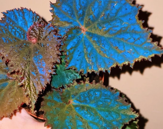 RARE Rex Begonia ‘midnight Magic’ Blue Iridescent Orange Fuzzy Live ...