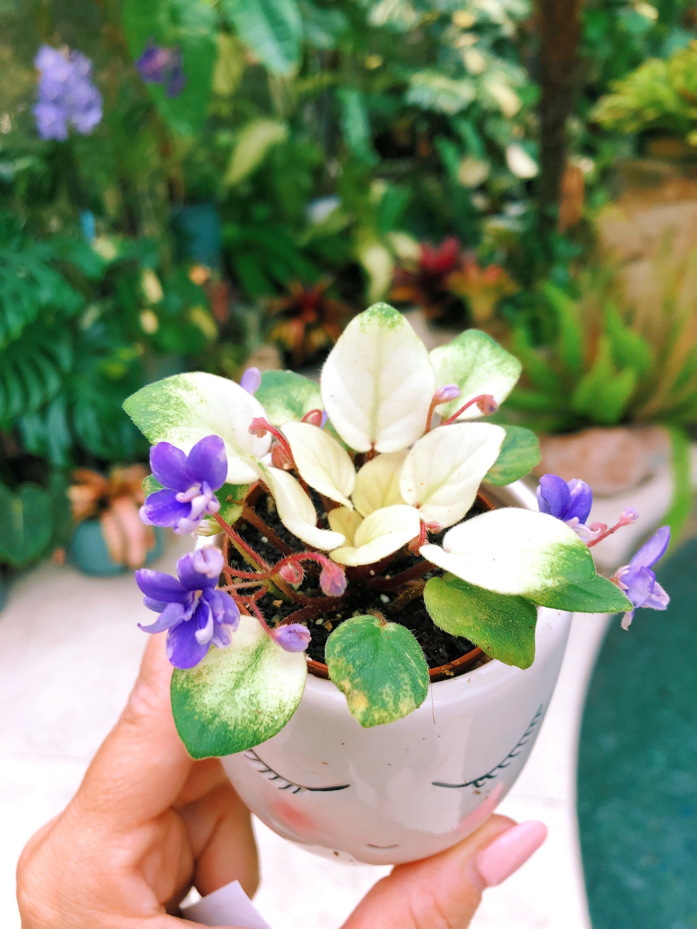 Miniature Rare Mini African Violet Variegated harmonys - Etsy