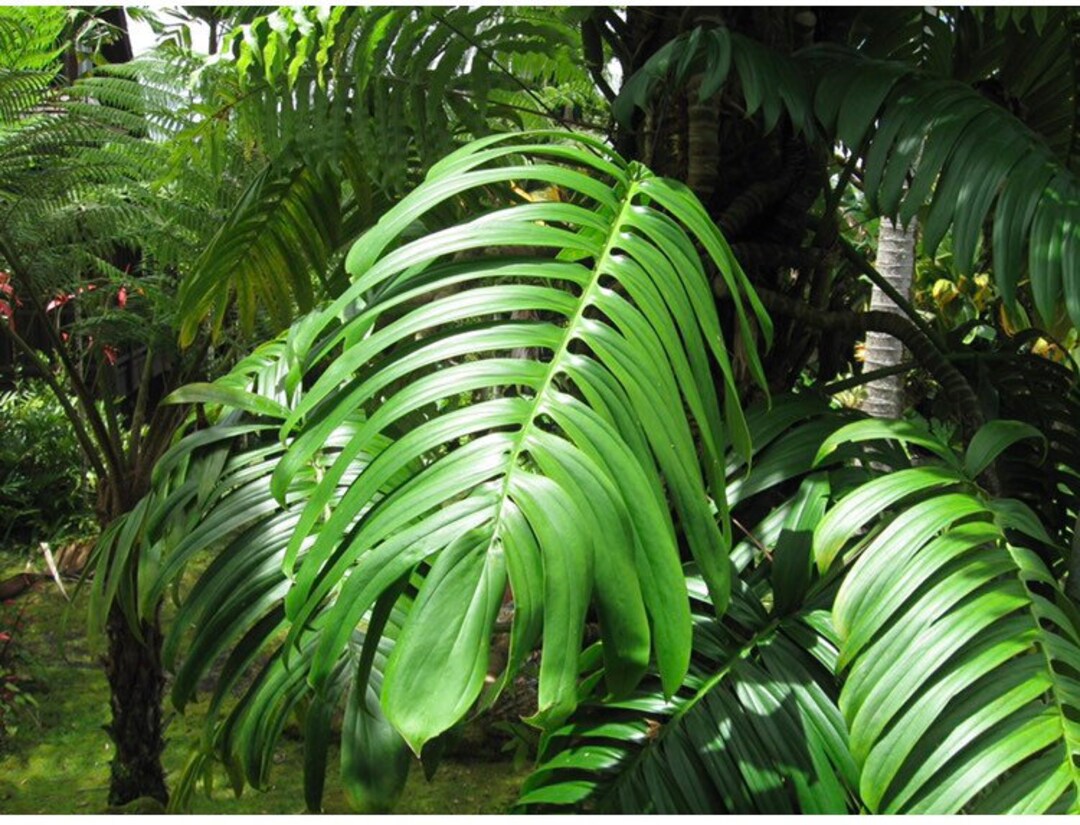 Mature Rhaphidophora Decursiva Monstera Aroid 6 Potted - Etsy