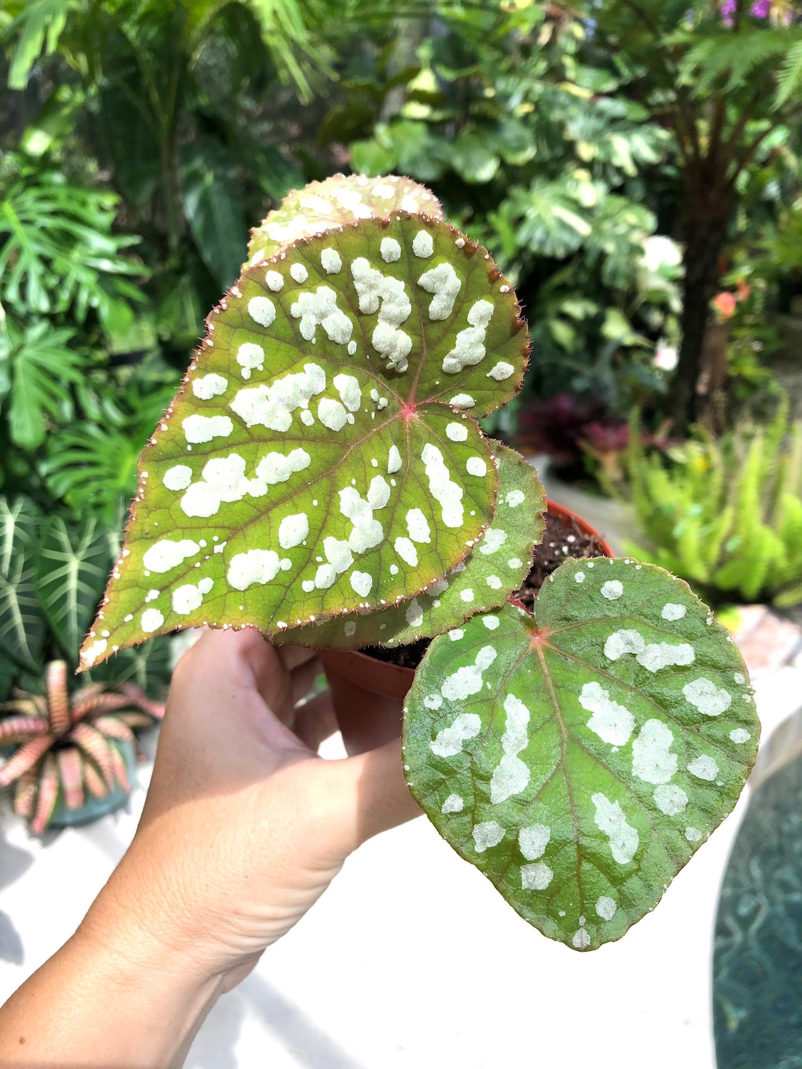 RARE Begonia betsy Iridescent Blue Spotted Live House Plant - Etsy
