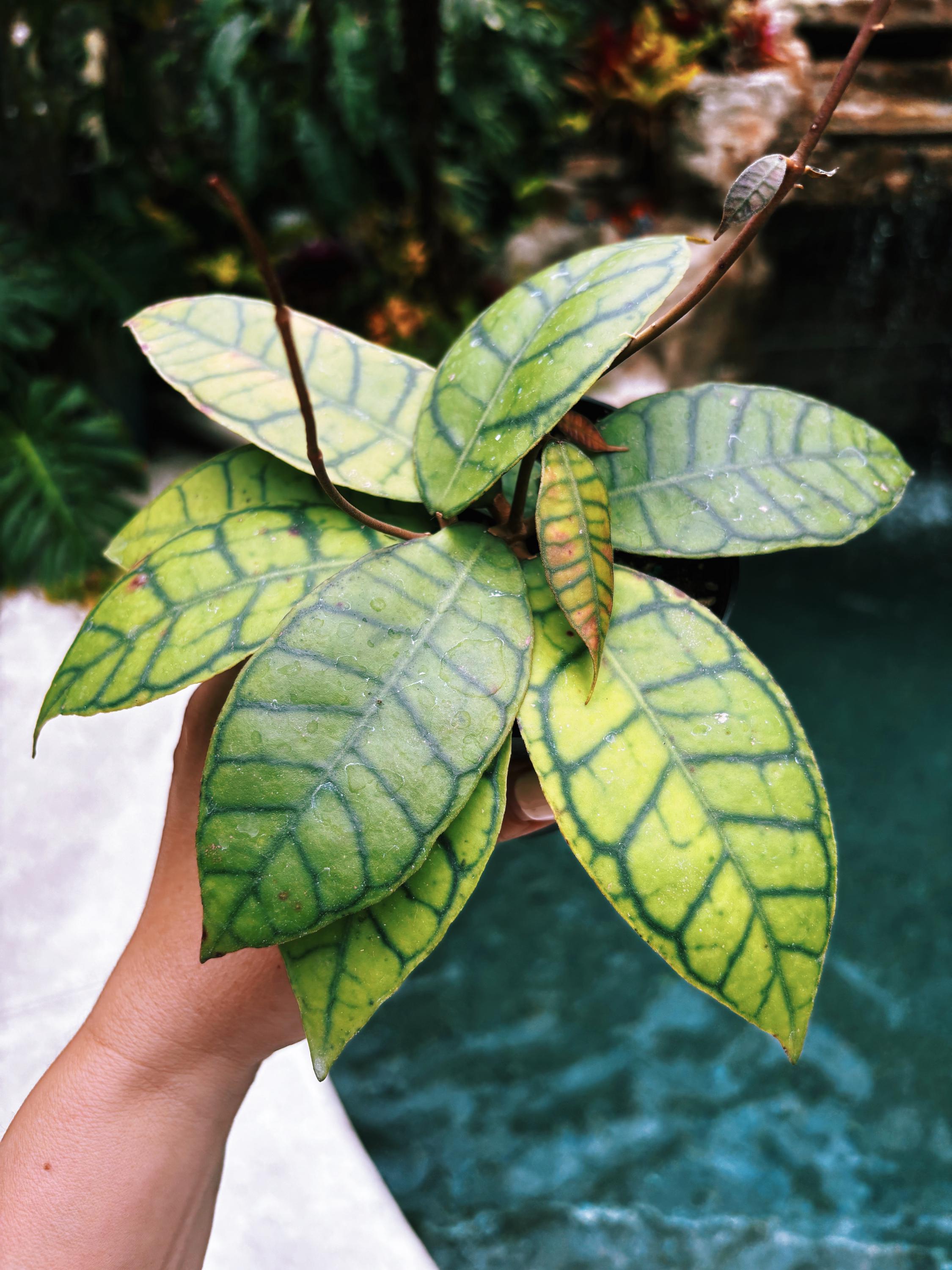 Hoya Finlaysonii Trailing Full Potted House Plant 4” Climbing Vining - Etsy