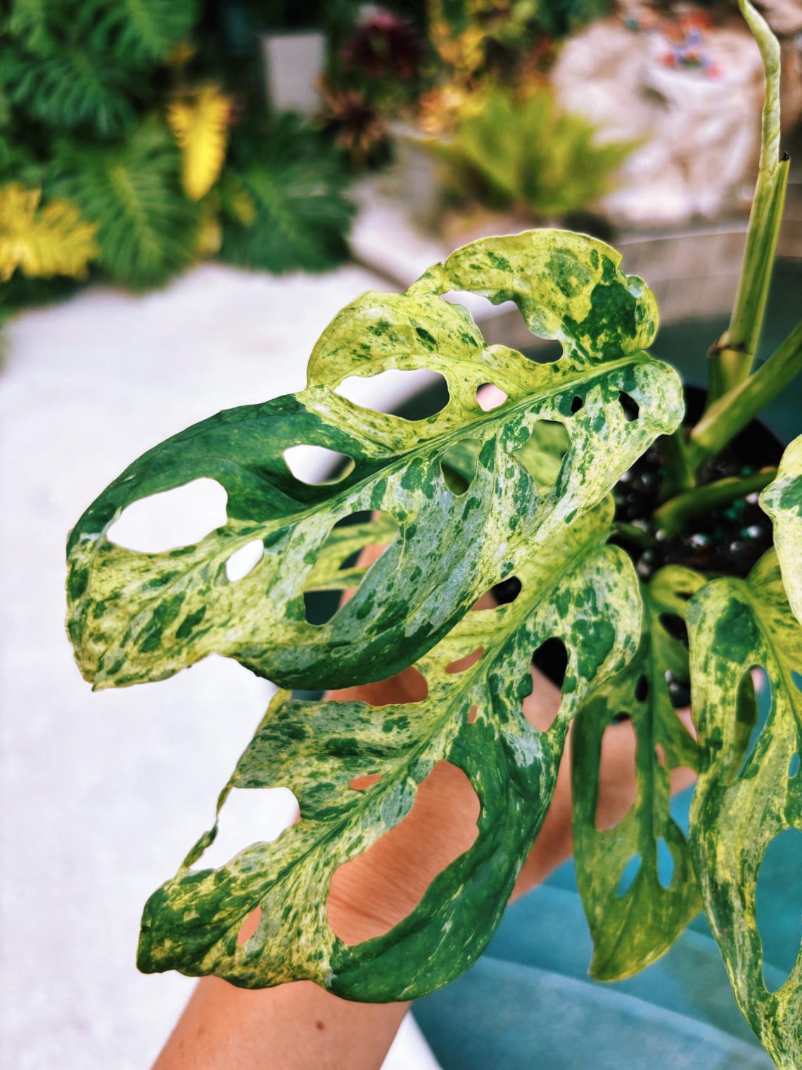 RARE Variegated Monstera Adansonii Mottled Tropical House Plant Aroid 4 ...
