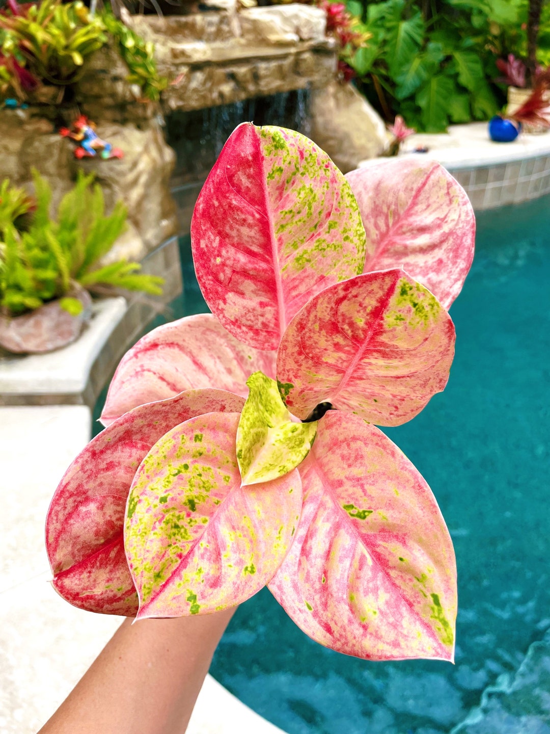 Rare Variegated Aglaonema ‘pink Emerald’ Live House Plant Potted 4 ...