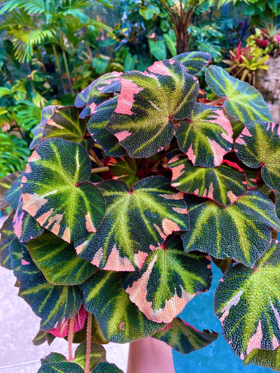RARE Rex Begonia Pink Variegated Soli Mutata Live House Starter Plant ...