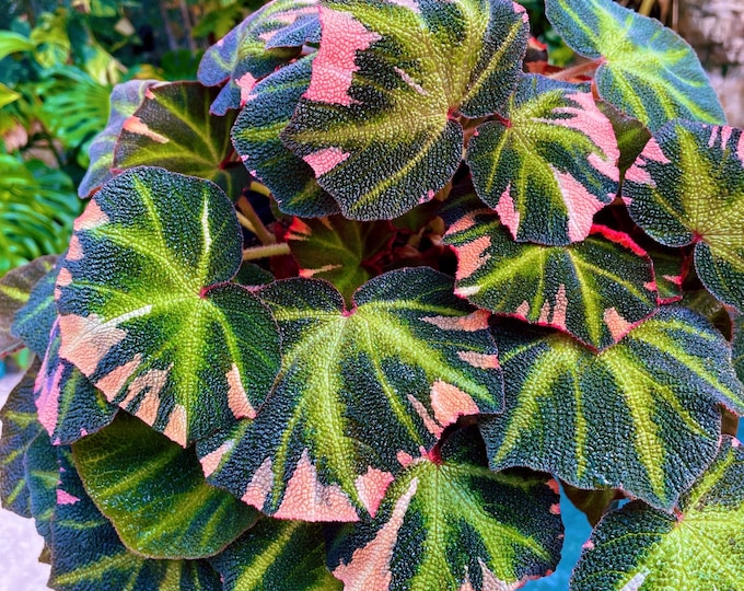 RARE Rex Begonia Pink Variegated Soli Mutata Live House Starter Plant ...