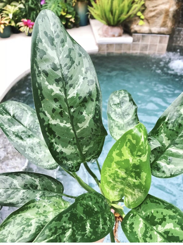 Aglaonema Commutatum Flower