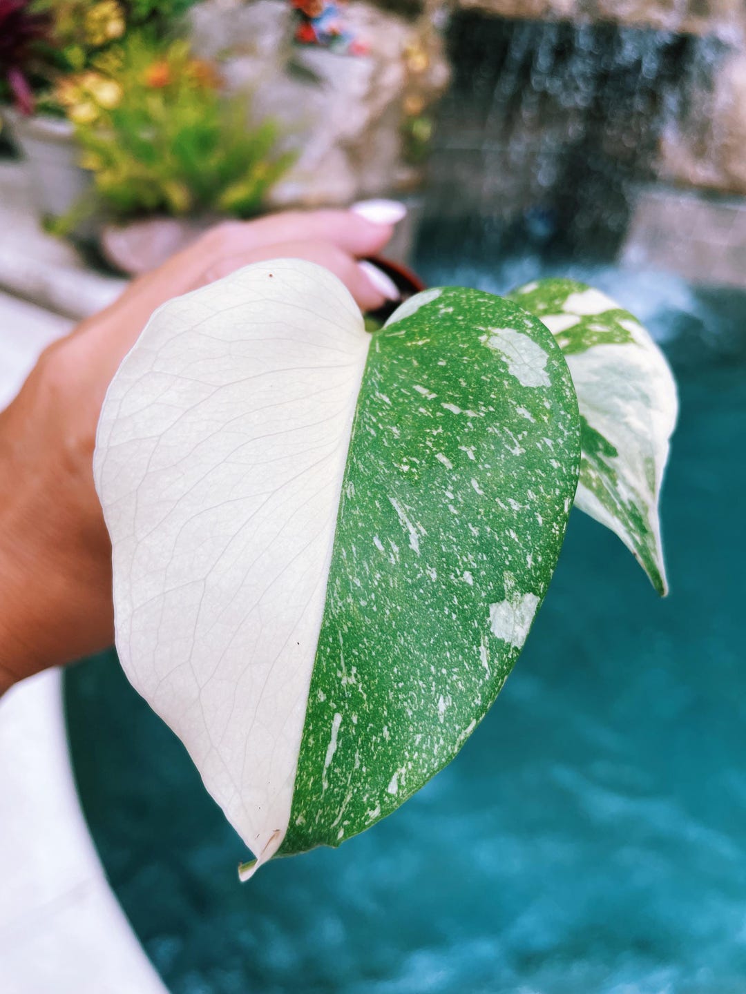 Highly Variegated Monstera Thai Constellation Marble Milky Way Legacy ...