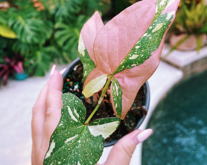 Rare! Syngonium Red Spot Tricolor Pink Galaxy Marble Variegated Live 4 ...