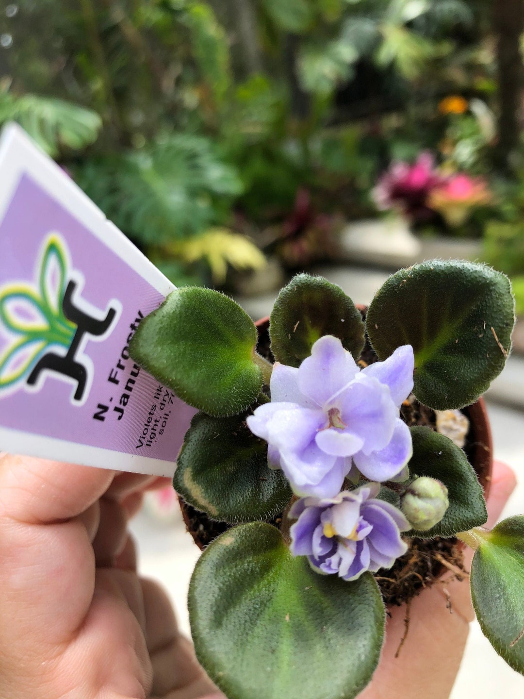 Miniature Mini African Violet N Frosty January 2 Potted House Plant ...